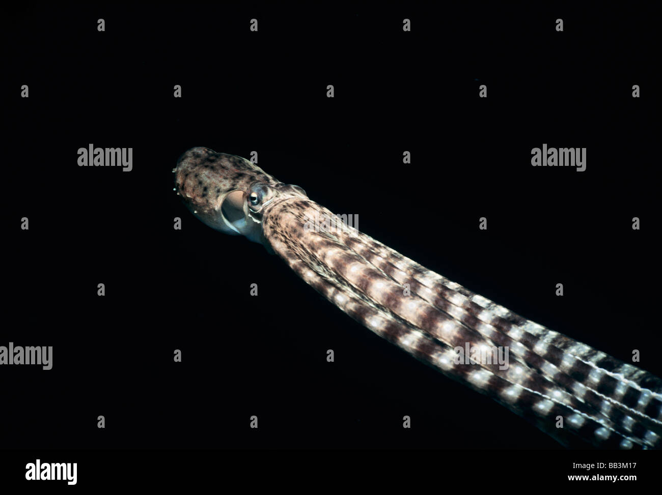 Mimic octopus snake hi-res stock photography and images - Alamy