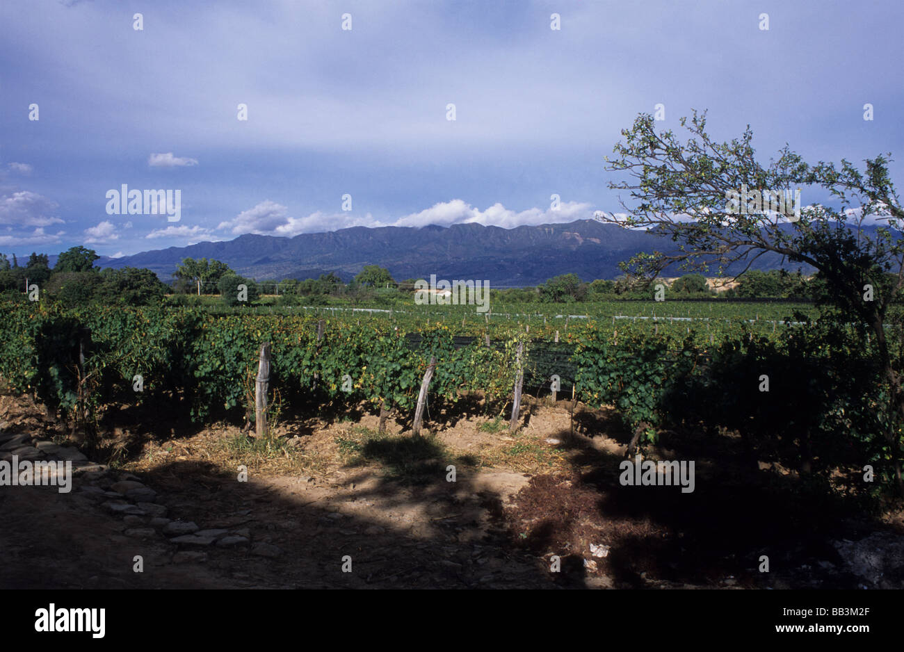 Vitivinicultura hi-res stock photography and images - Alamy
