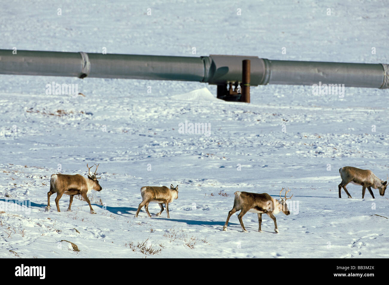 Pipeline alaska caribou hi-res stock photography and images - Alamy
