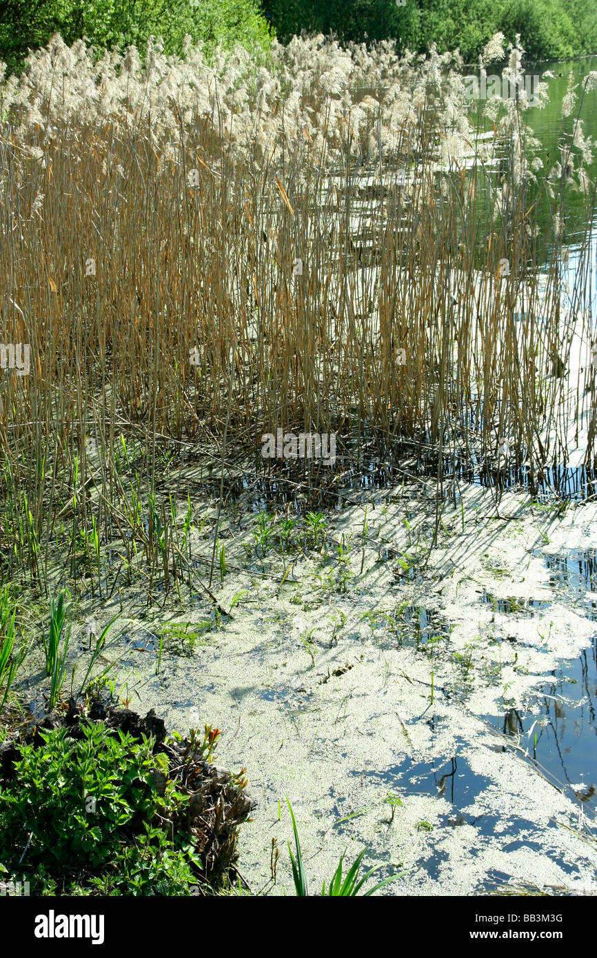 Topilo lake in Bialowieza National Park Poland Stock Photo - Alamy