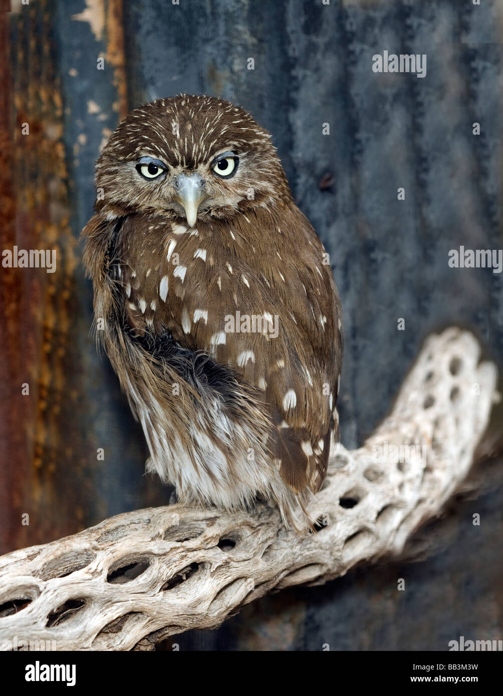 Ferruginious Pygmy Owl Stock Photo - Alamy