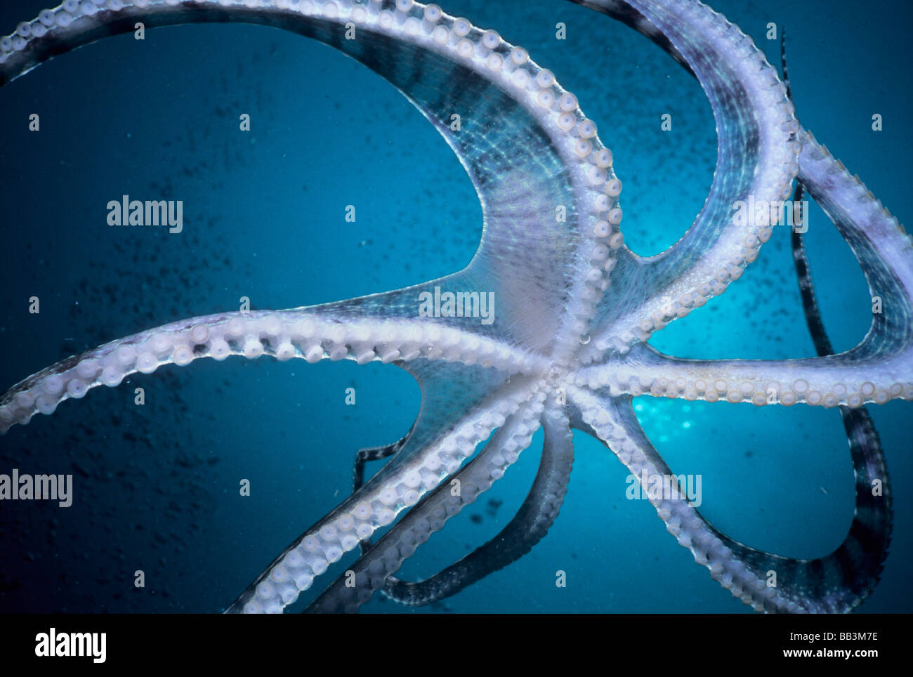 Mimic Octopus Thaumoctopus mimicus Lembeh Strait Celebes Sea Sulawesi ...