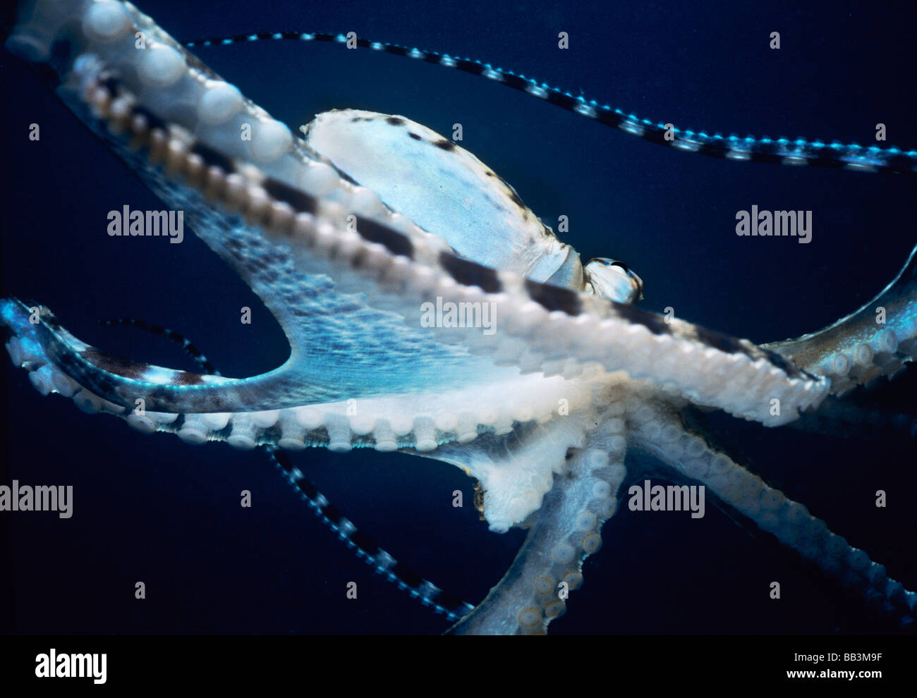 Mimic Octopus Thaumoctopus mimicus Lembeh Strait Celebes Sea Sulawesi ...