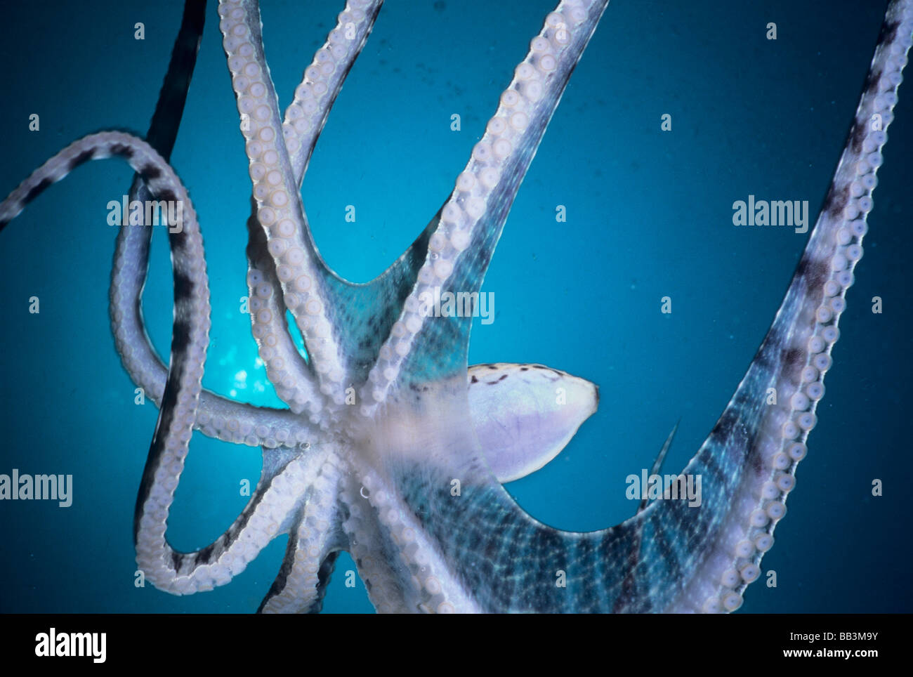 Mimic Octopus Thaumoctopus mimicus Lembeh Strait Celebes Sea Sulawesi ...