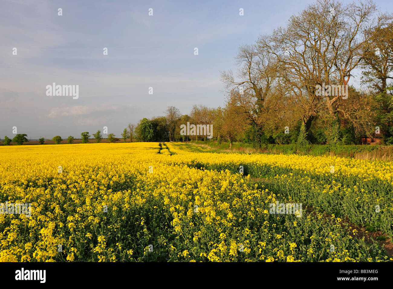 British spring colours Stock Photo - Alamy