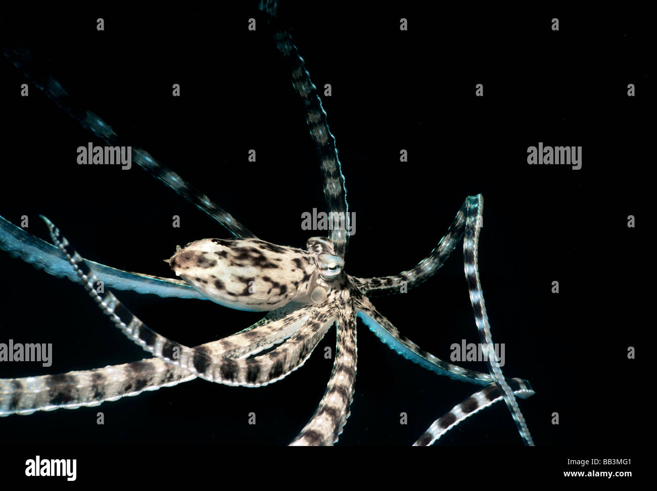 Lembeh strait indonesia diving hi-res stock photography and images - Alamy