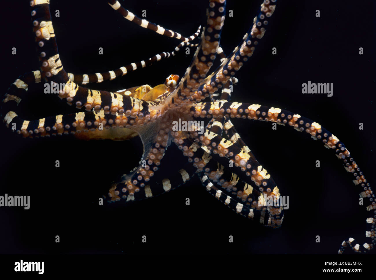 Wunderpus Wunderpus photogenicus Lembeh Strait Celebes Sea Sulawesi ...