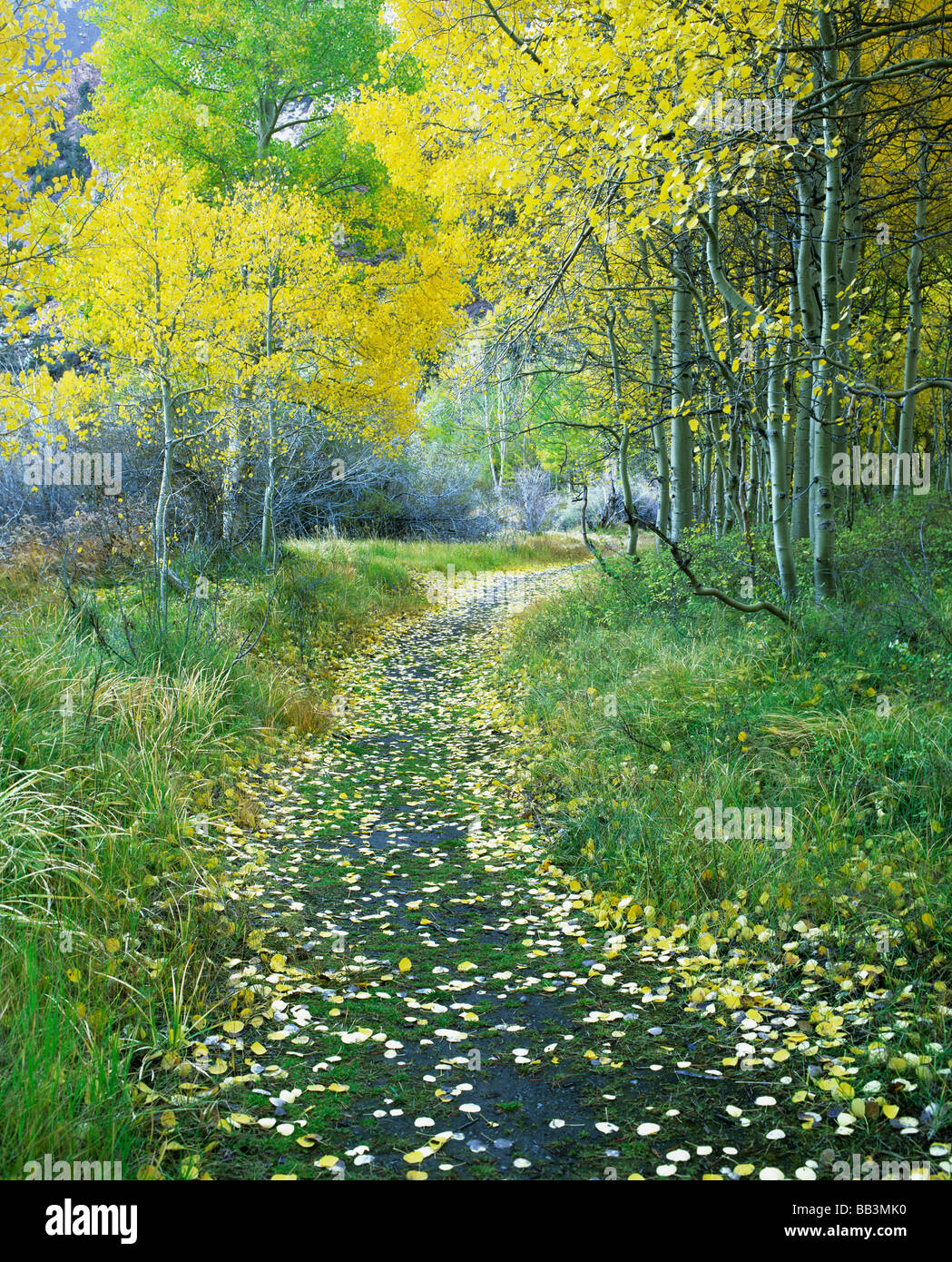 USA, California, Eastern Sierra Mountains. Leaf-covered path leads into ...