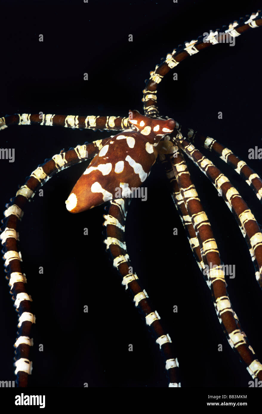 Wunderpus Wunderpus photogenicus Lembeh Strait Celebes Sea Sulawesi ...