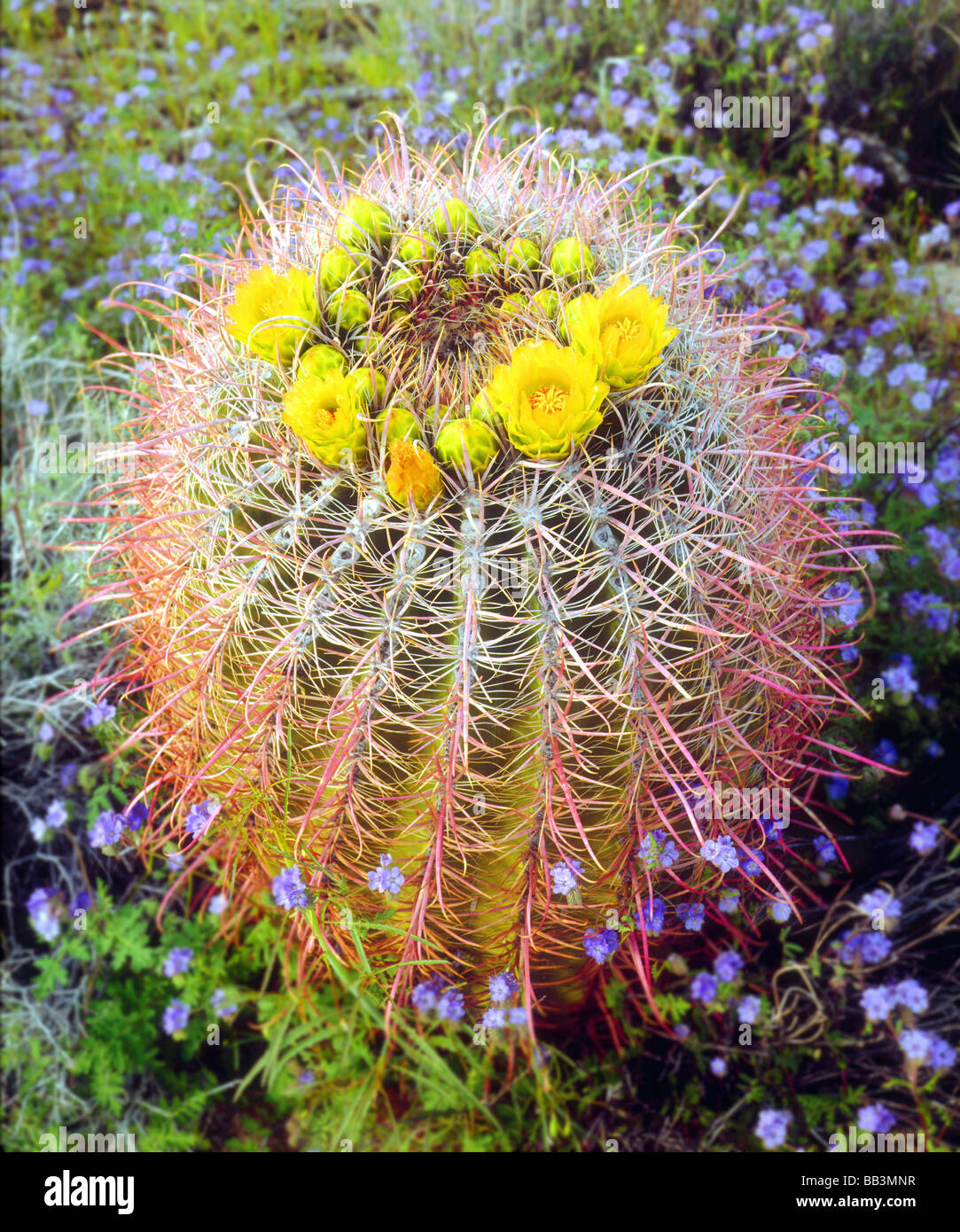 USA, California, San Diego. Blooming barrel cactus in Anza-Borrego ...