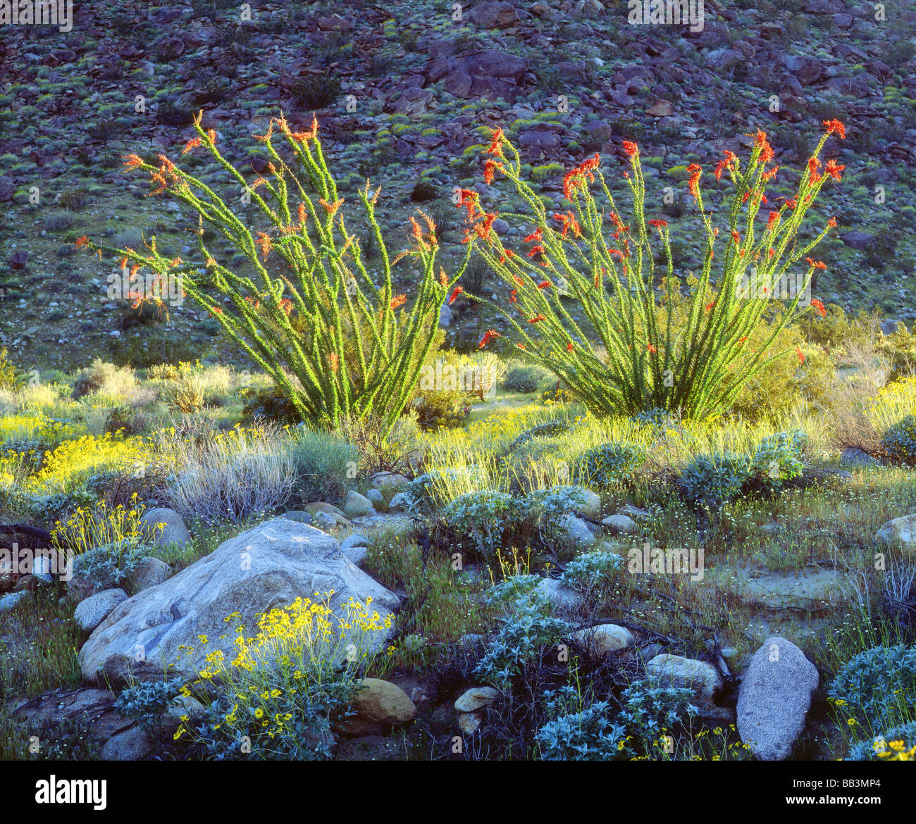 Ocotillo gallery hi-res stock photography and images - Alamy