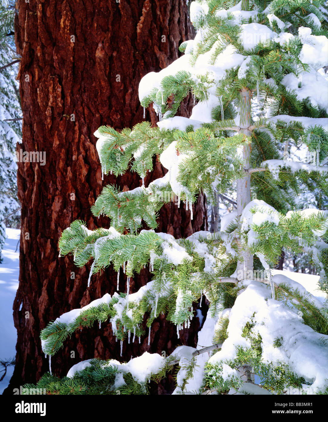 USA, California, Sierra Nevada Mountains. Snow-covered red fir trees ...
