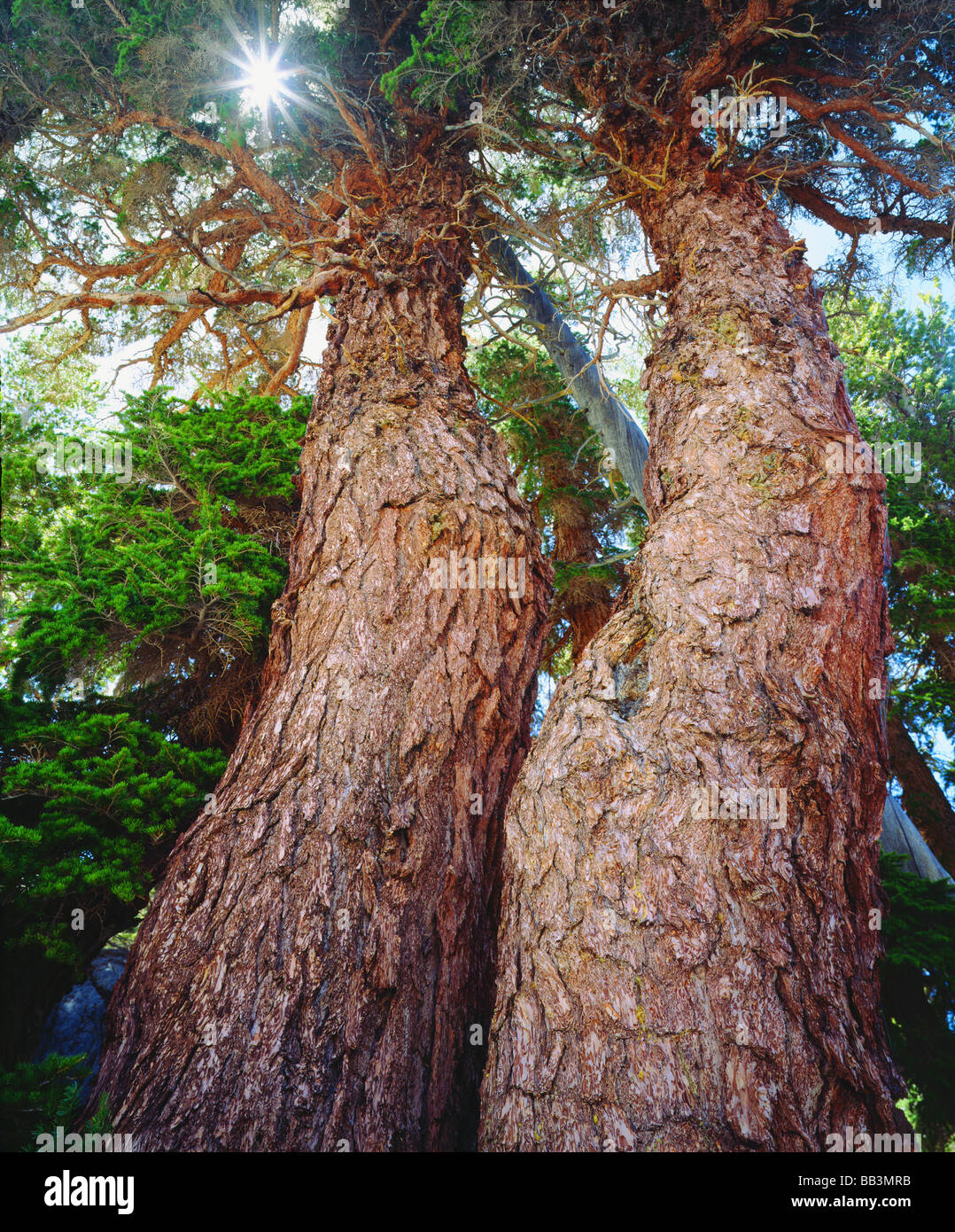 USA, California, Sierra Nevada Mountains. Old growth red fir trees ...