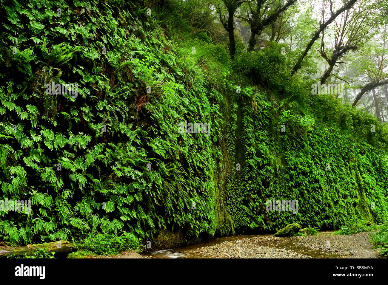 USA, California, Redwood National Park, Fern Canyon. Green ferns line a ...
