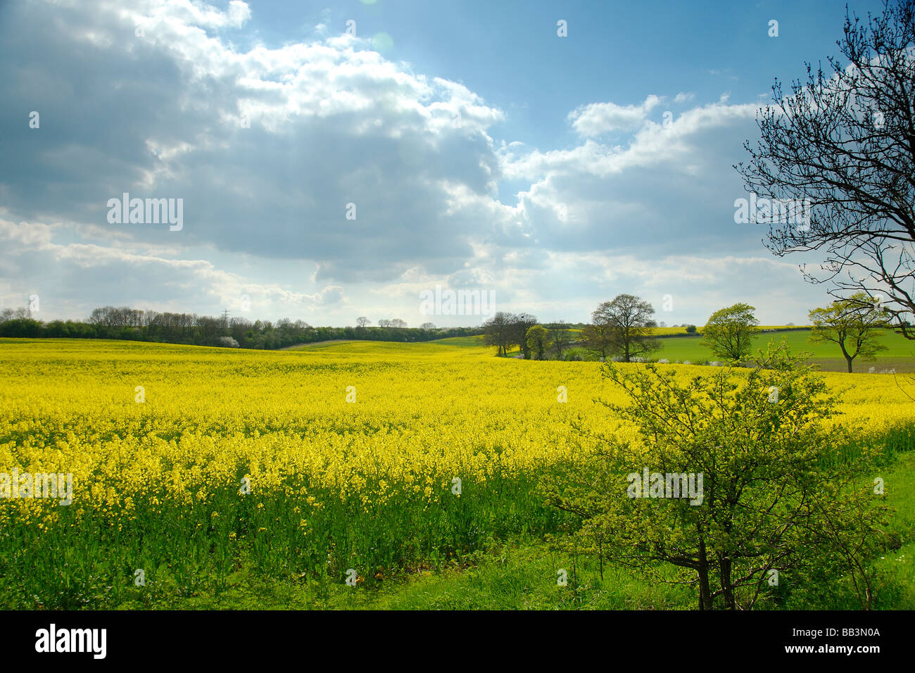 British spring colours Stock Photo - Alamy