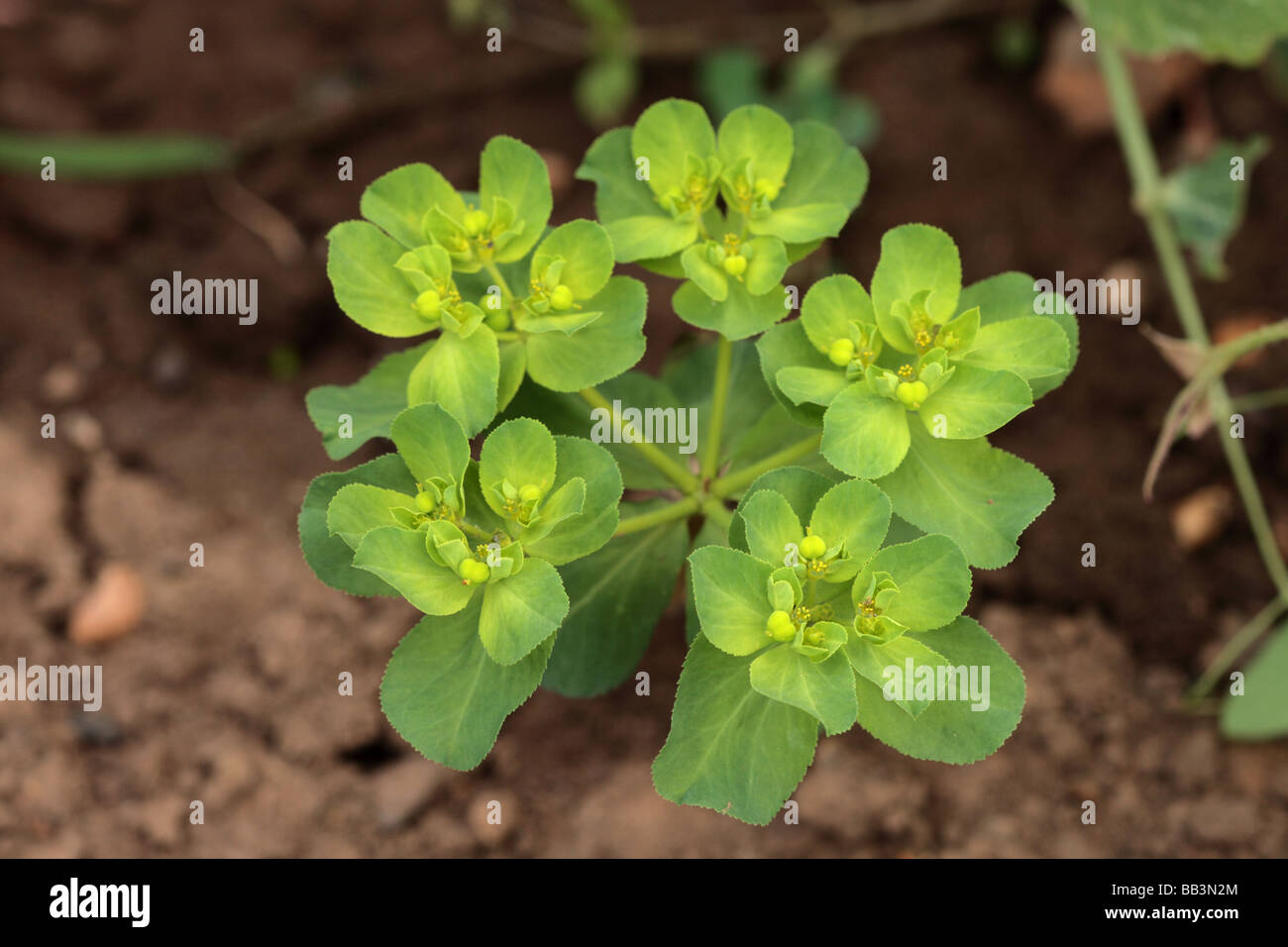 Radium weed hi-res stock photography and images - Alamy