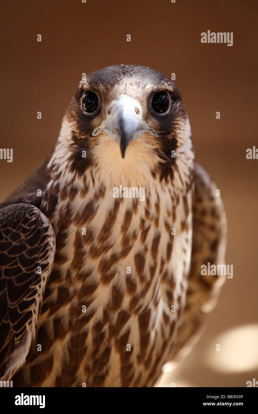 Asian falcon hi-res stock photography and images - Alamy
