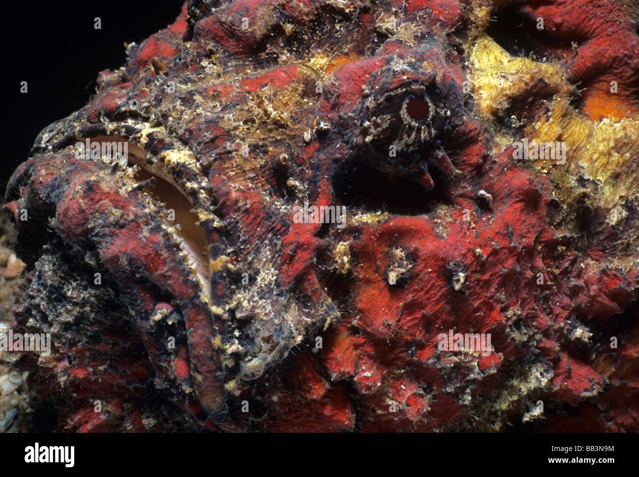 Reef stonefish hi-res stock photography and images - Alamy