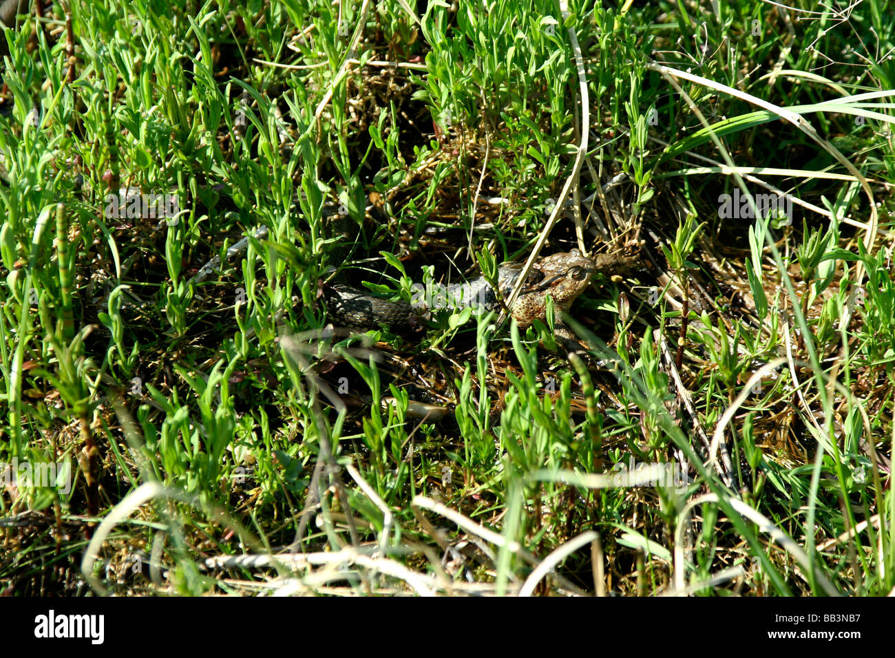 Grass snake eating frog hi-res stock photography and images - Alamy