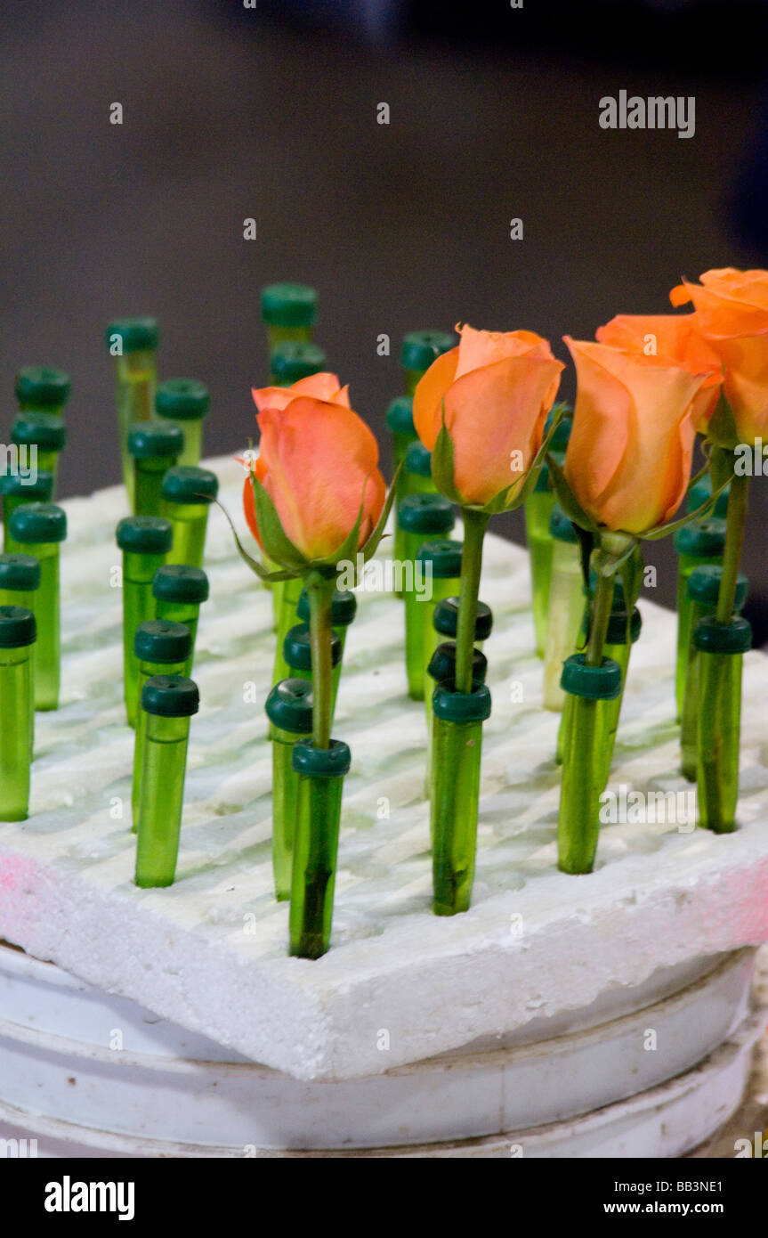 Tournament of roses floats hi-res stock photography and images - Alamy