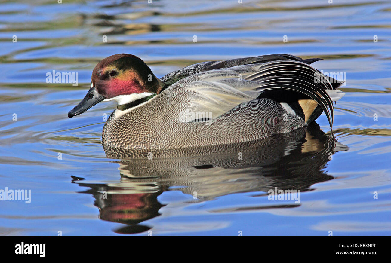 Falcated duck - Anas falcata Stock Photo - Alamy