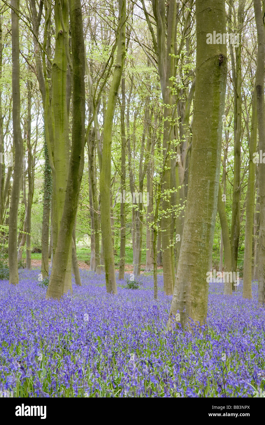 Bluebell woods at Micheldever forest Hampshire Stock Photo - Alamy
