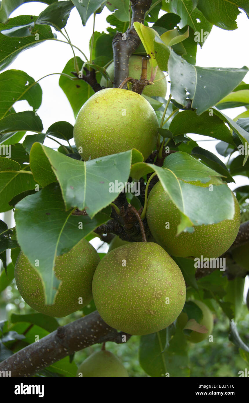 USA, New England, Massachusetts, Natick, Lookout Farm, Asian pears ...