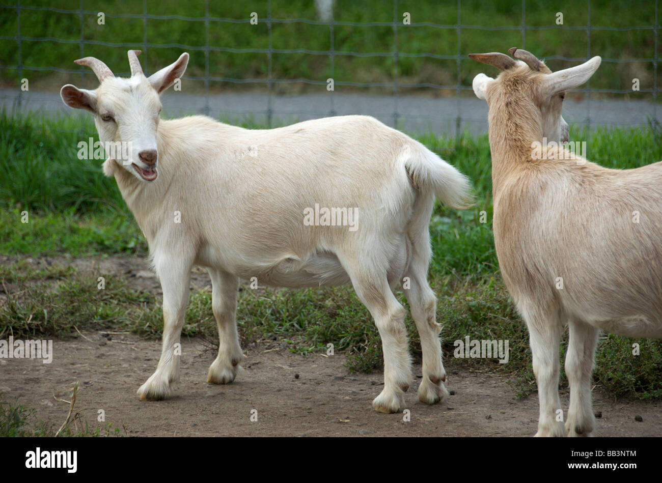 USA, New England, Massachusetts, Natick, Lookout Farm, goats Stock ...
