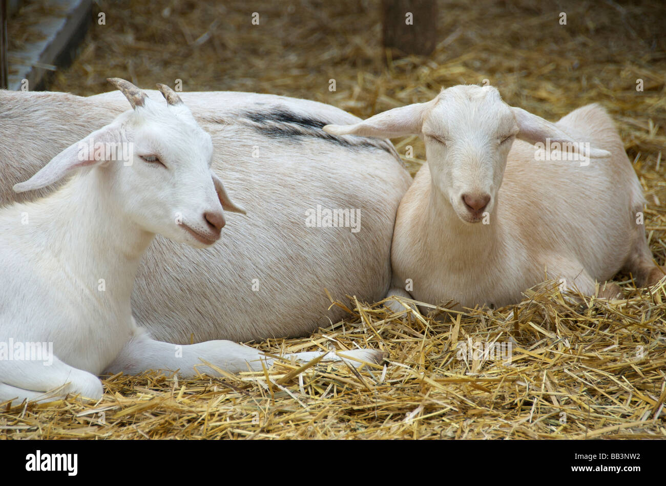 USA, New England, Massachusetts, Natick, Lookout Farm, goats Stock ...