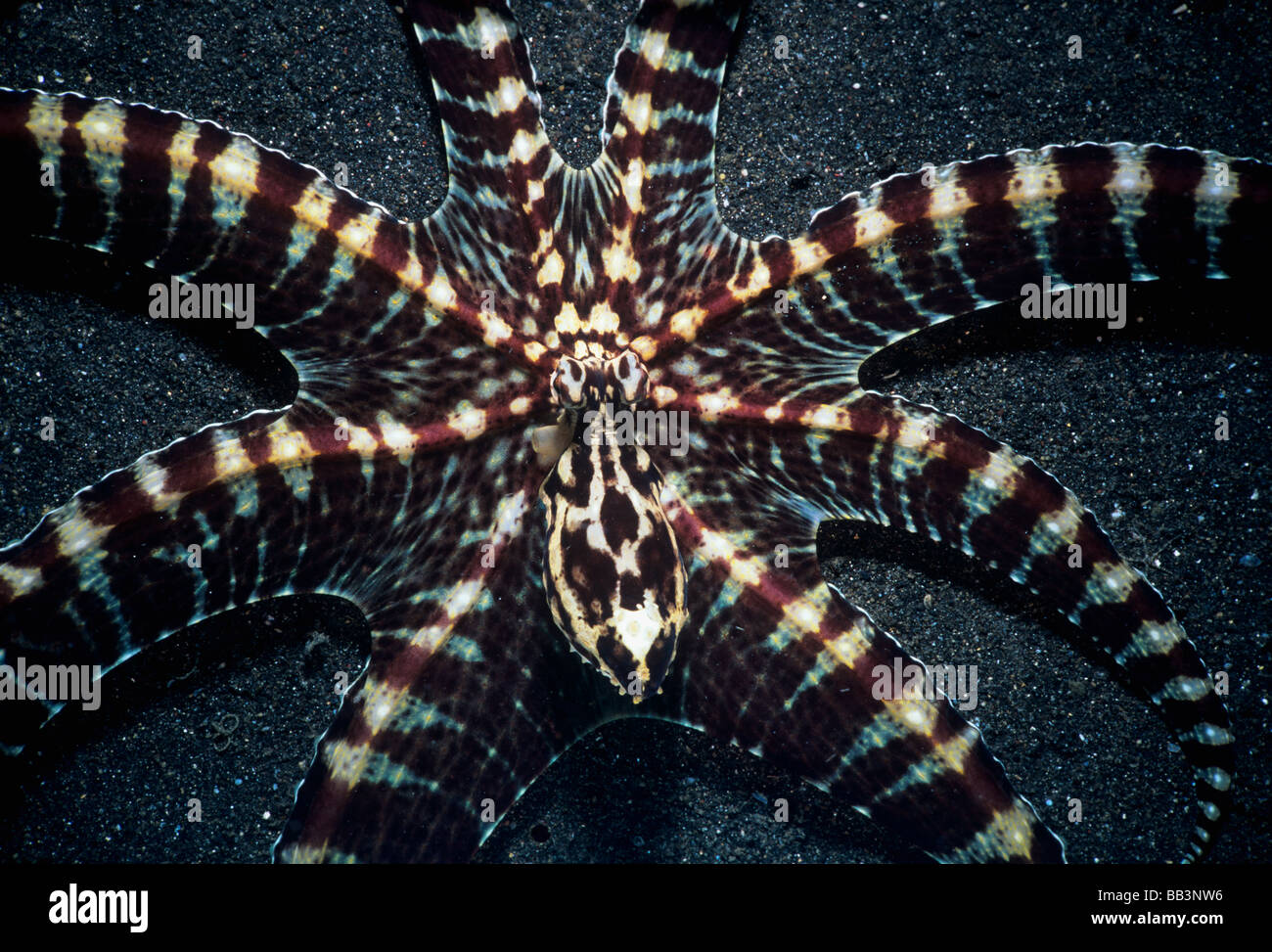 Wunderpus Octopus Octopodidae sp Lembeh Strait Celebes Sea Sulawesi ...