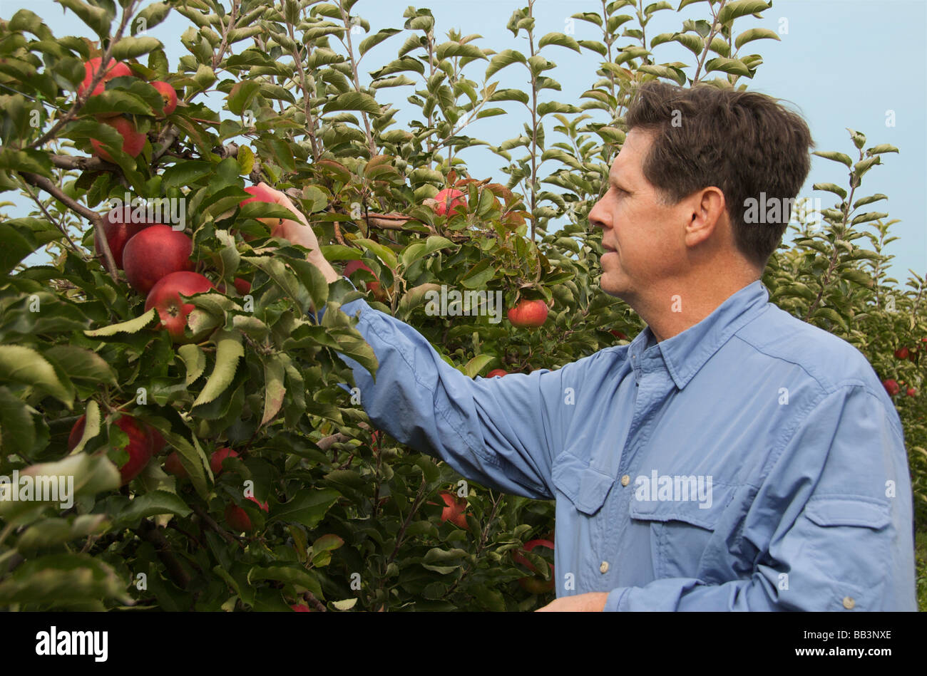 USA, Massachusetts, Natick, Lookout Farm Stock Photo - Alamy