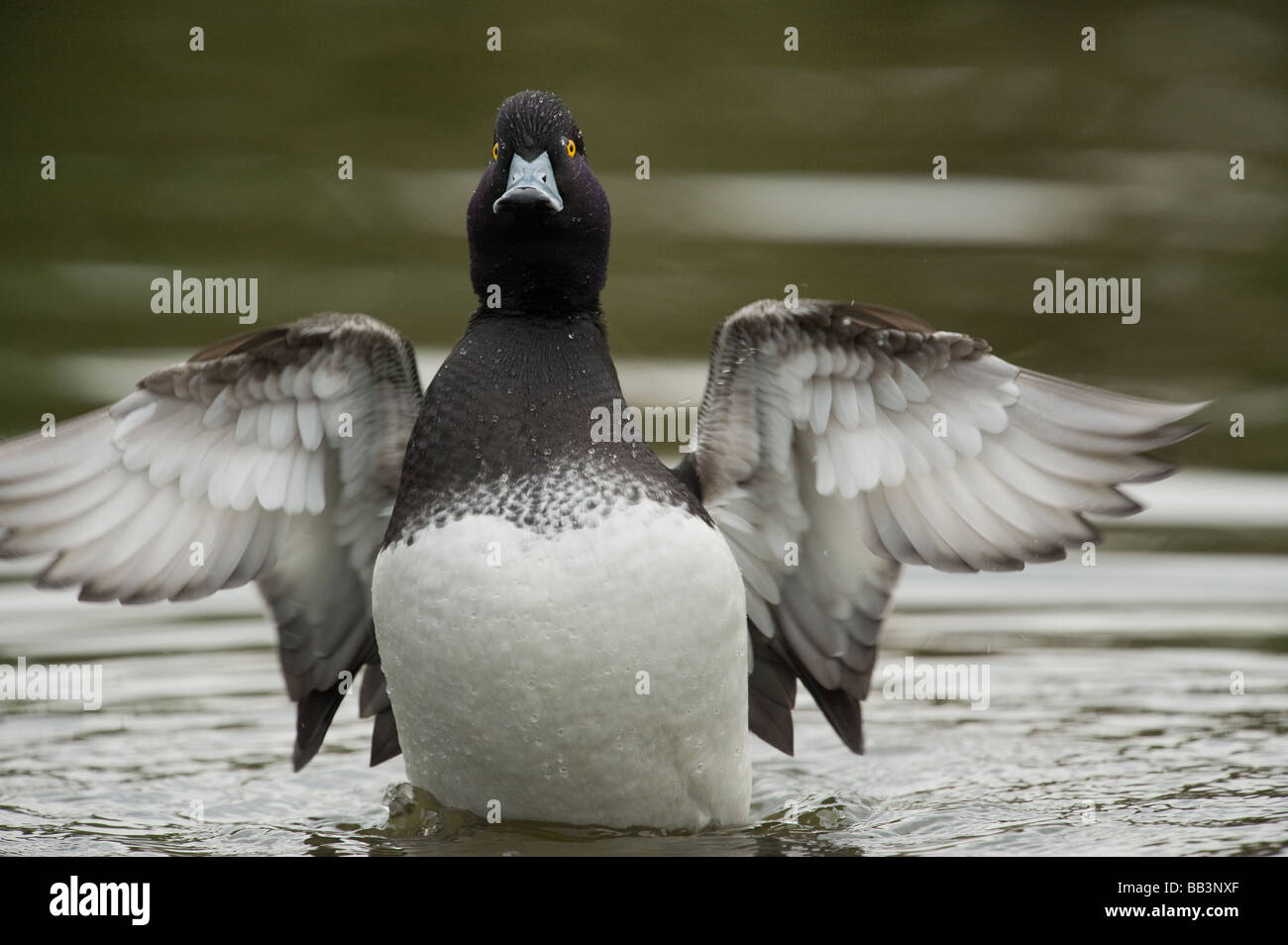 Flying tufted duck hi-res stock photography and images - Alamy