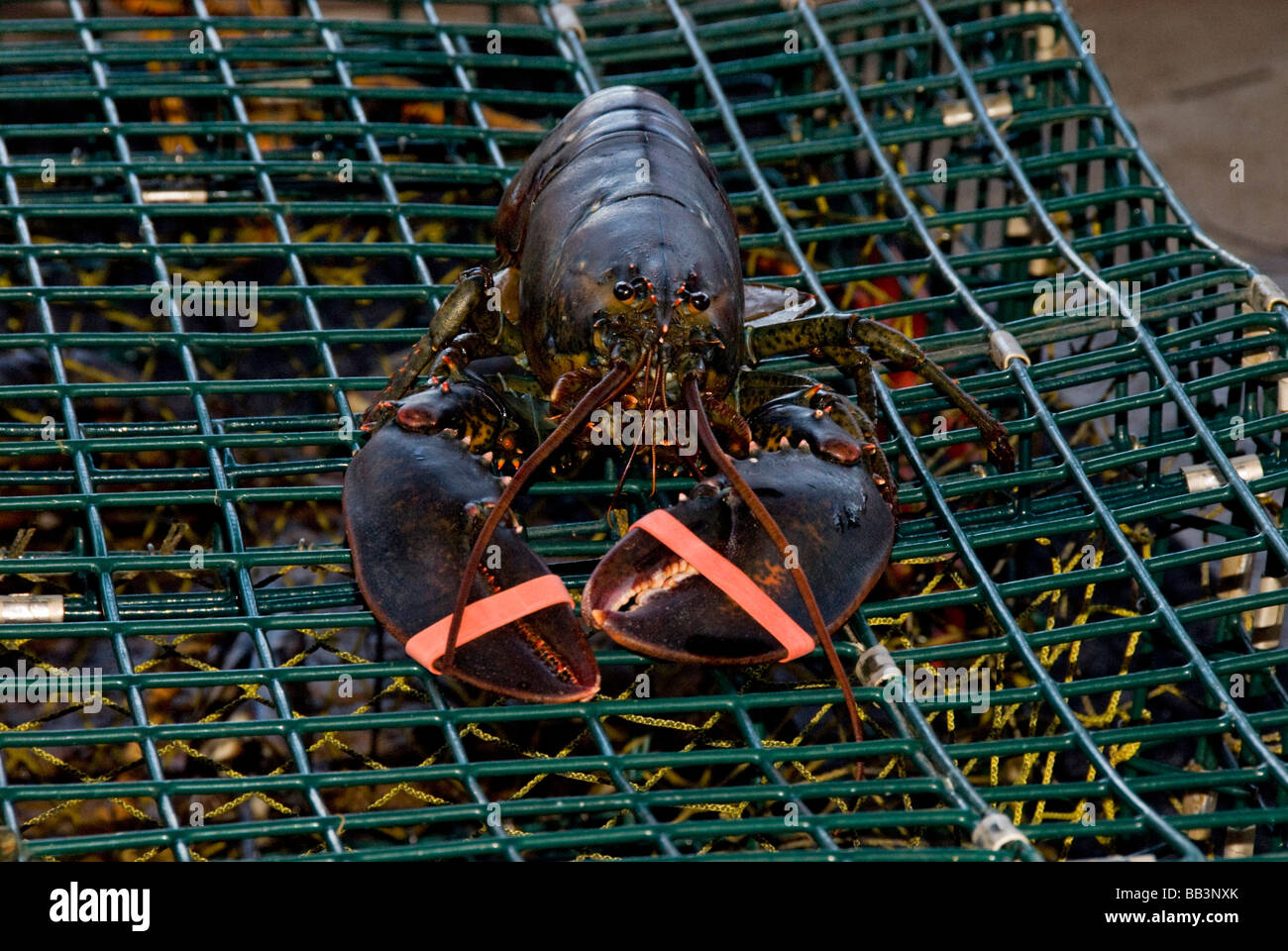 New brunswick lobster fresh cage hi-res stock photography and images ...