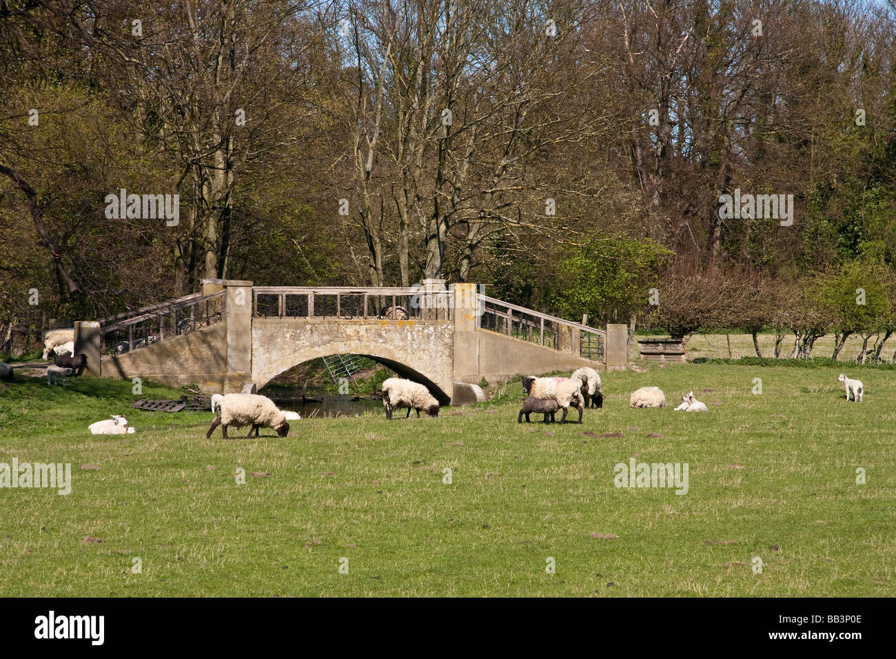 Sheep in Kentish field Stock Photo - Alamy