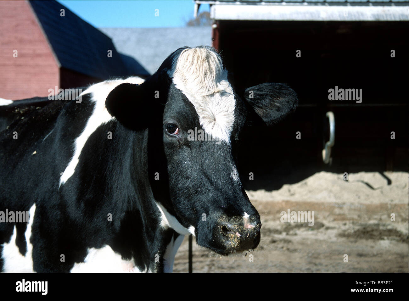 North America, USA, Massachusetts, Hadley. A cow on a farm looks at the ...