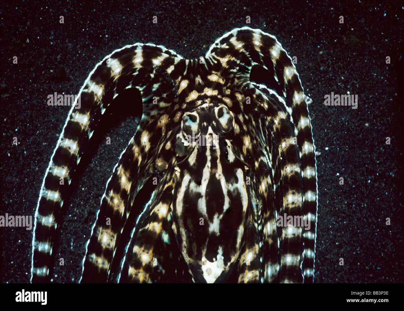 Mimic Octopus Thaumoctopus mimicus mimicing flounder Lembeh Strait ...