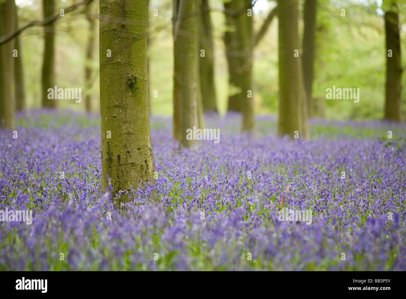 Bluebell woods at Micheldever forest Hampshire Stock Photo - Alamy