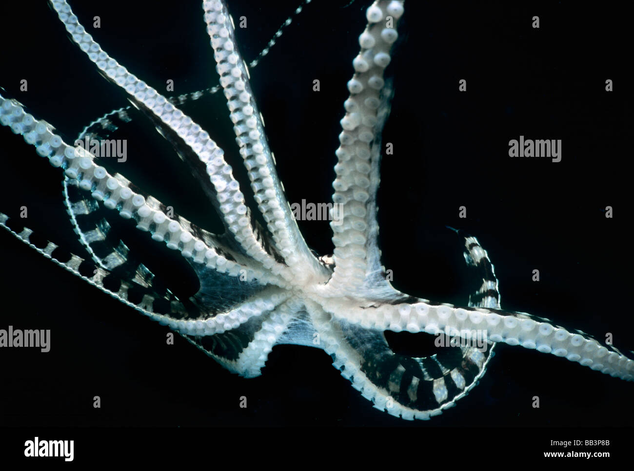 Mimic Octopus Thaumoctopus mimicus Lembeh Strait Celebes Sea Sulawesi ...