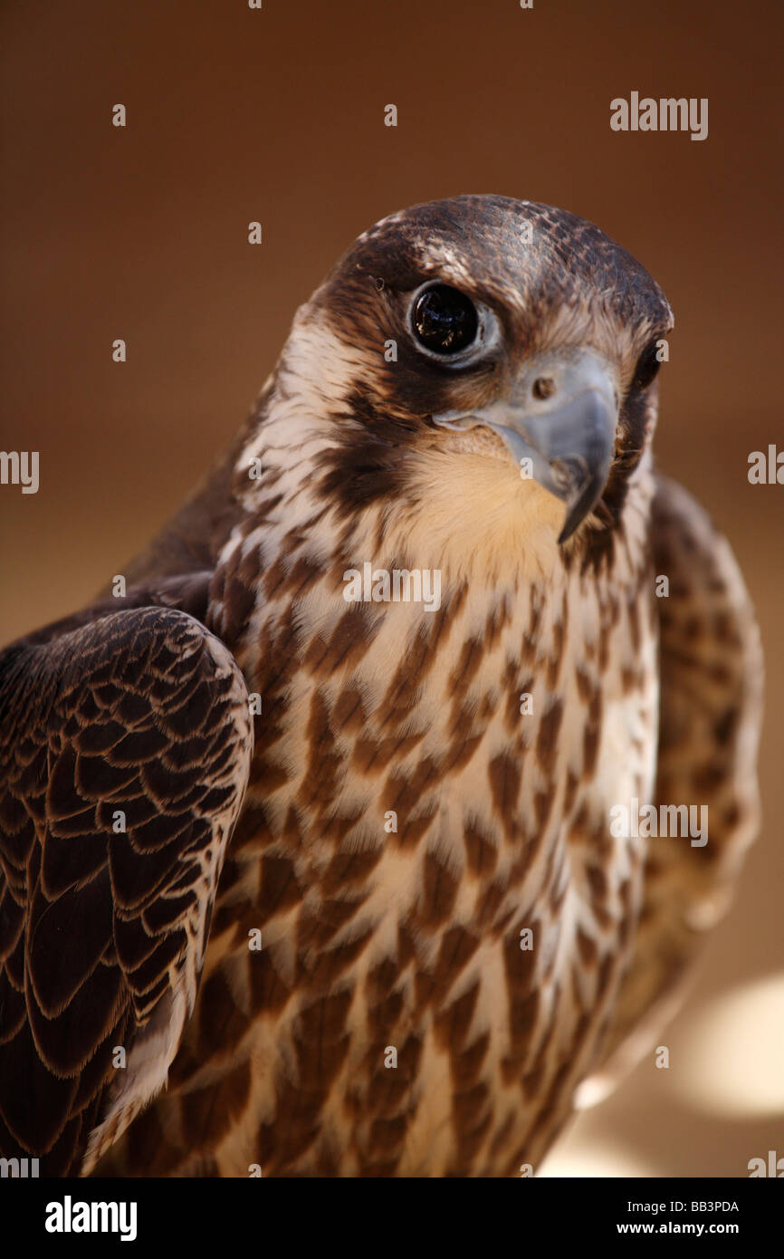 Portrait of Saker Falcon Stock Photo - Alamy