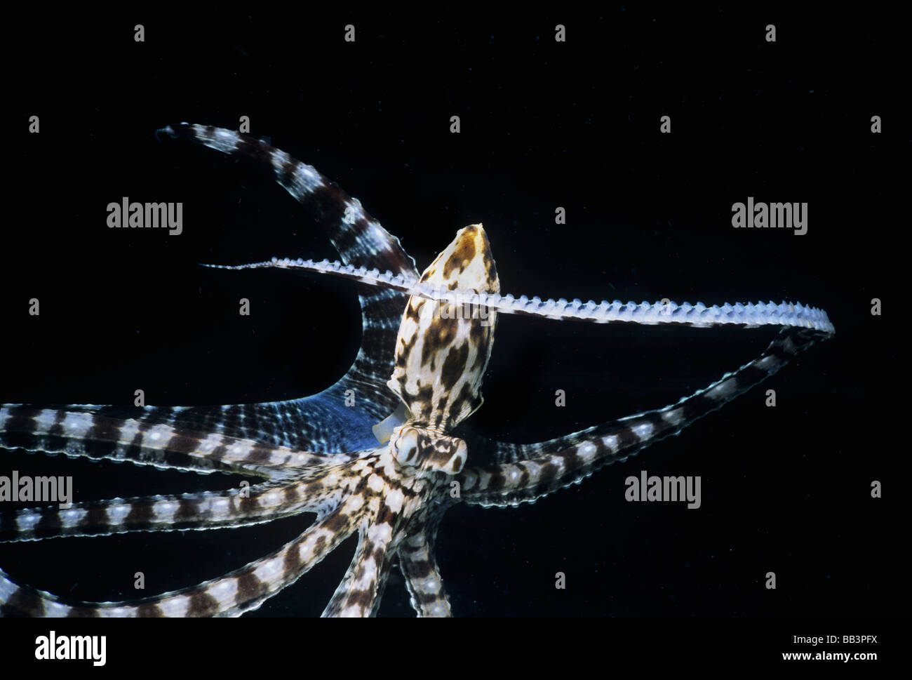 Mimic Octopus Thaumoctopus mimicus Lembeh Strait Celebes Sea Sulawesi ...