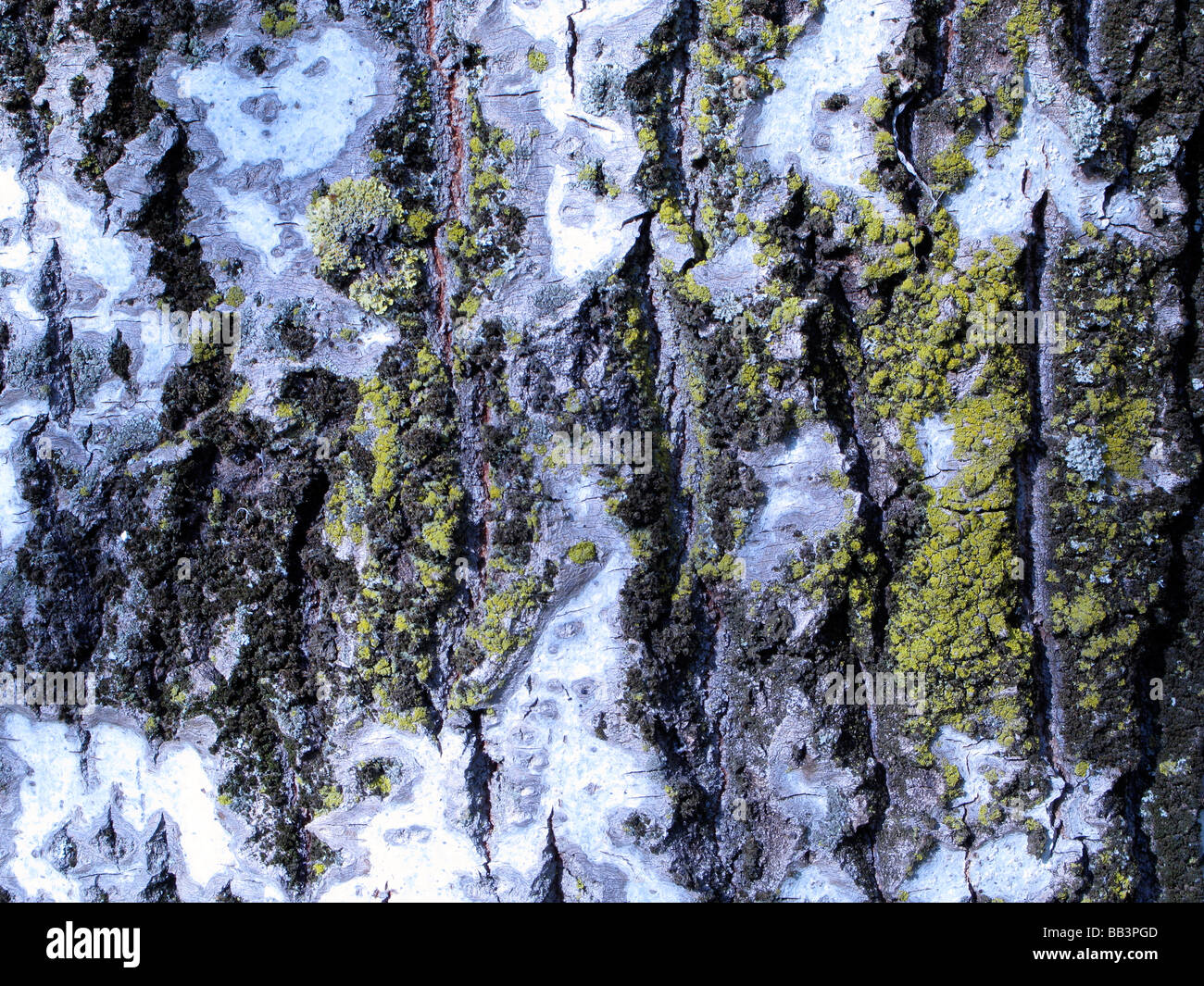 Corrugated bark hi-res stock photography and images - Alamy