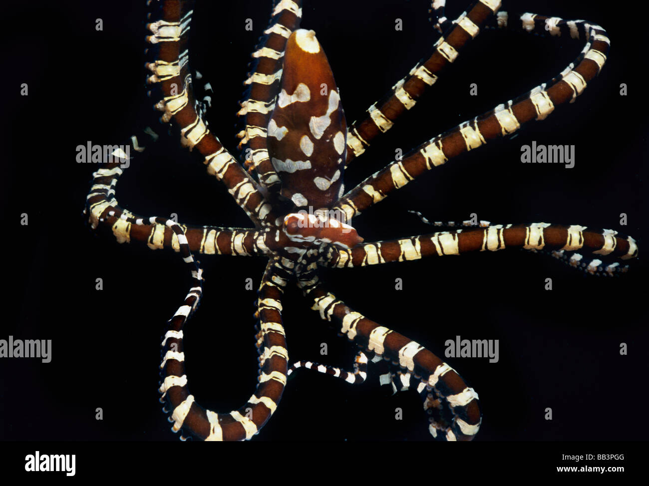 Wunderpus Wunderpus photogenicus Lembeh Strait Celebes Sea Sulawesi ...