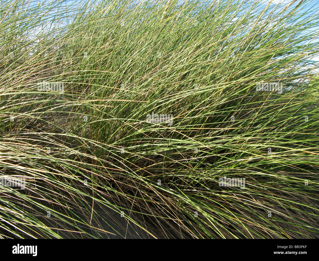 into the bush Stock Photo - Alamy