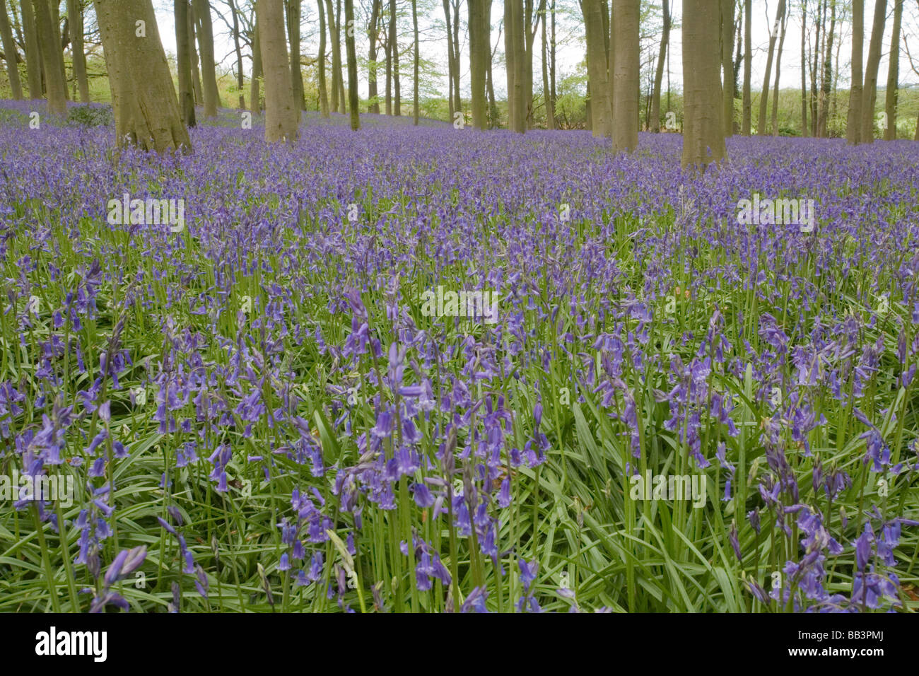 Bluebell woods at Micheldever forest Hampshire Stock Photo - Alamy
