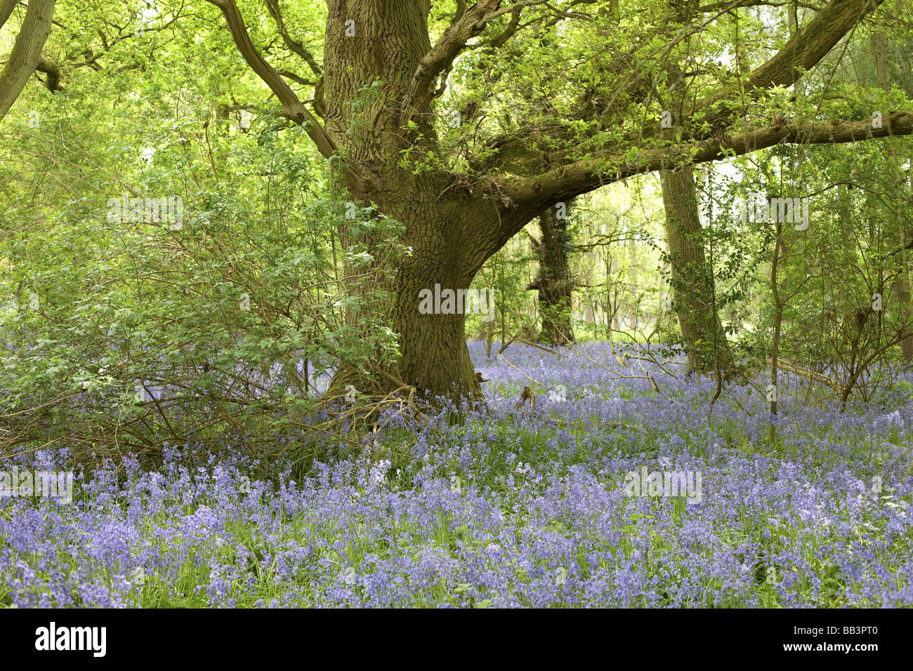 Spring time in the bluebell woods Stock Photo - Alamy