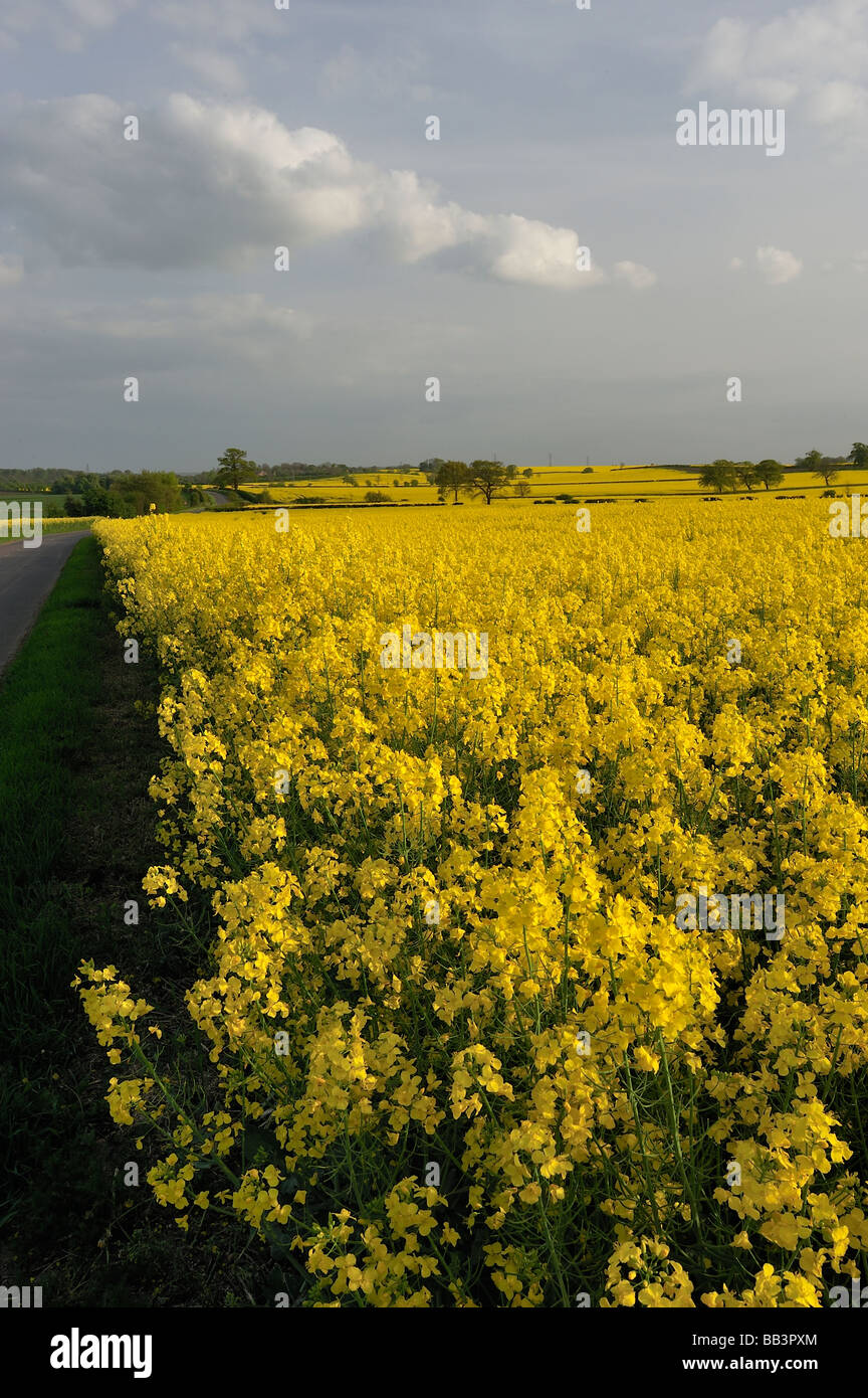 British spring colours Stock Photo - Alamy