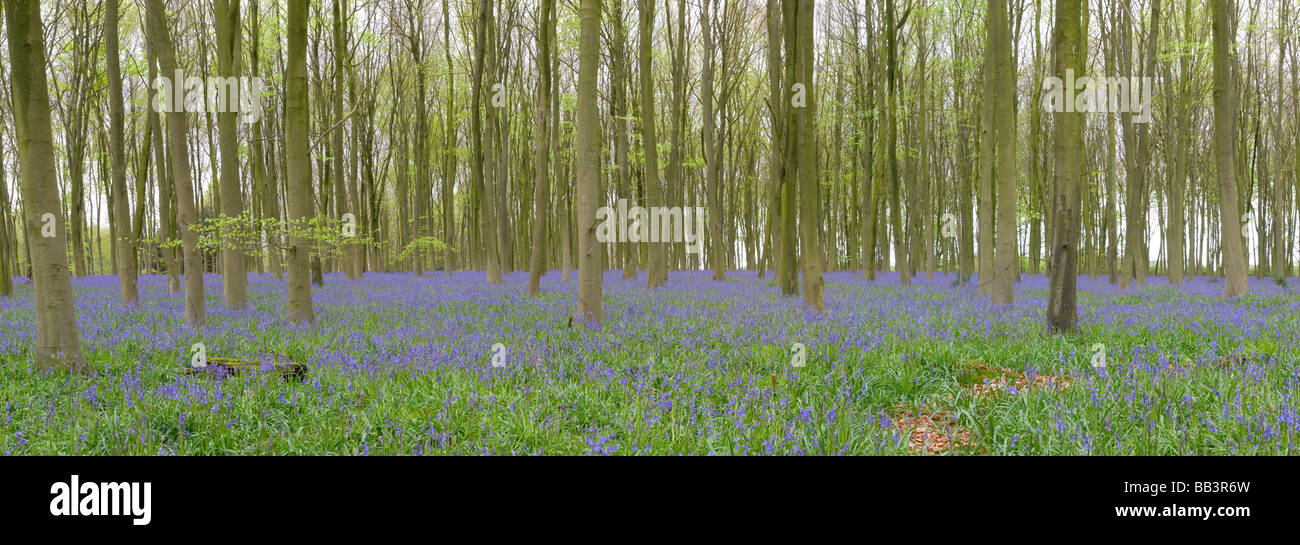 Bluebell woods at Micheldever forest Hampshire Stock Photo - Alamy