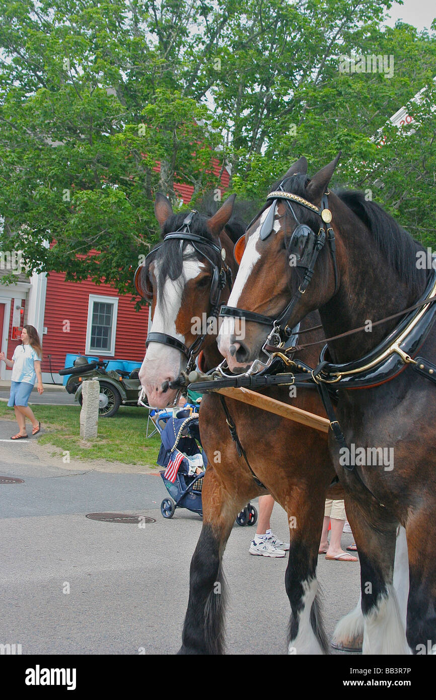 North America USA Massachusetts Cape Cod Barnstable Village. Horses ...