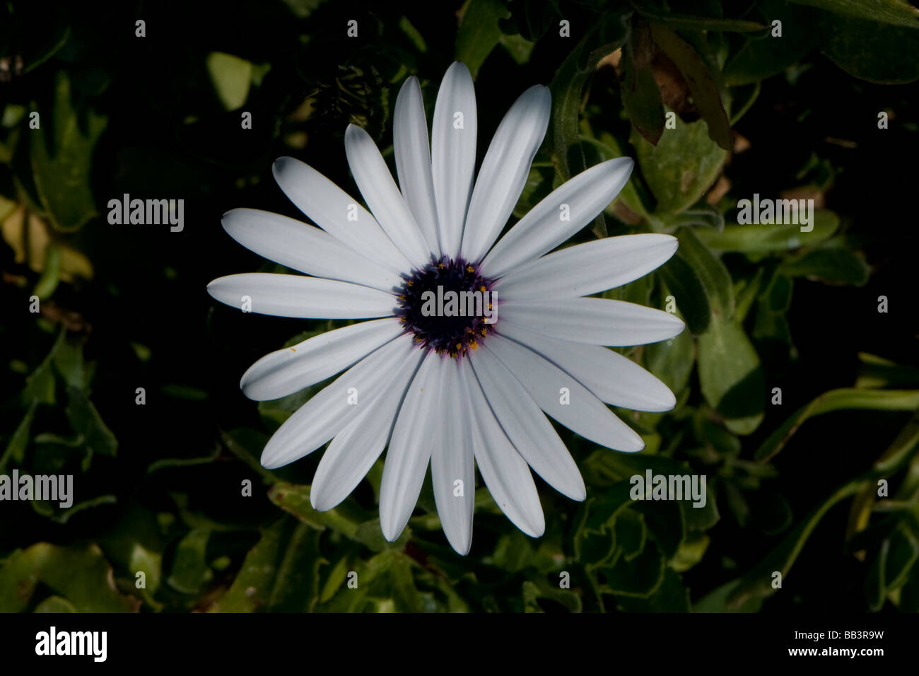 White plant nature hi-res stock photography and images - Alamy