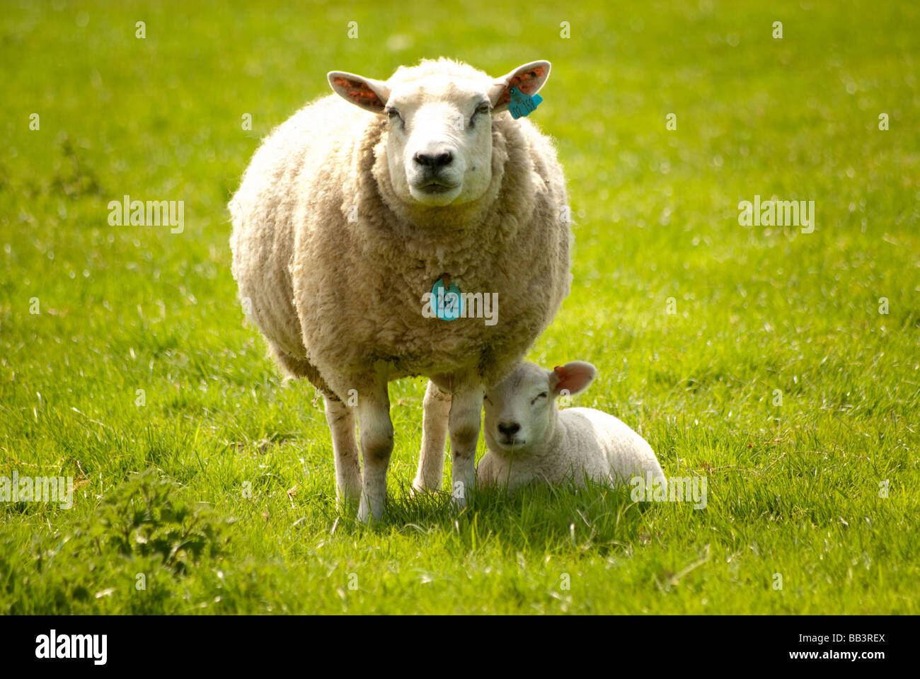 ewe with lamb Stock Photo - Alamy